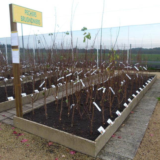 ABRICOTIER d'Anjou | Abricotier greffé d'Anjou | Pépinière en ligne de ... ABRICOTIER d'Anjou | Abricotier greffé d'Anjou | Pépinière en ligne de ...