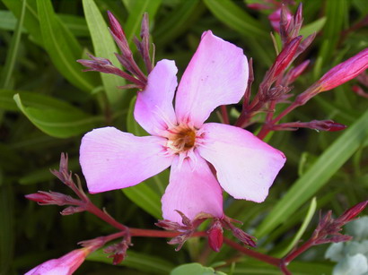 NERIUM oleander Soleil Levant | Laurier rose Soleil Levant | Pépinière en ligne de Kerzarc'h