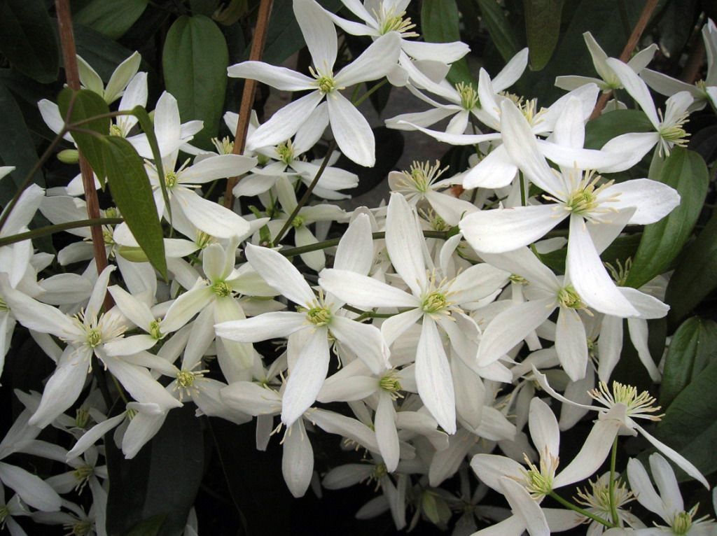 CLEMATIS armandii | Clématite à feuilles persistantes, clématite du ... CLEMATIS armandii | Clématite à feuilles persistantes, clématite du ...