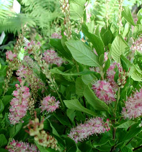 CLETHRA alnifolia Ruby Spice | Cléthra, clèthre Ruby Spice | Pépinière en ligne de Kerzarc'h