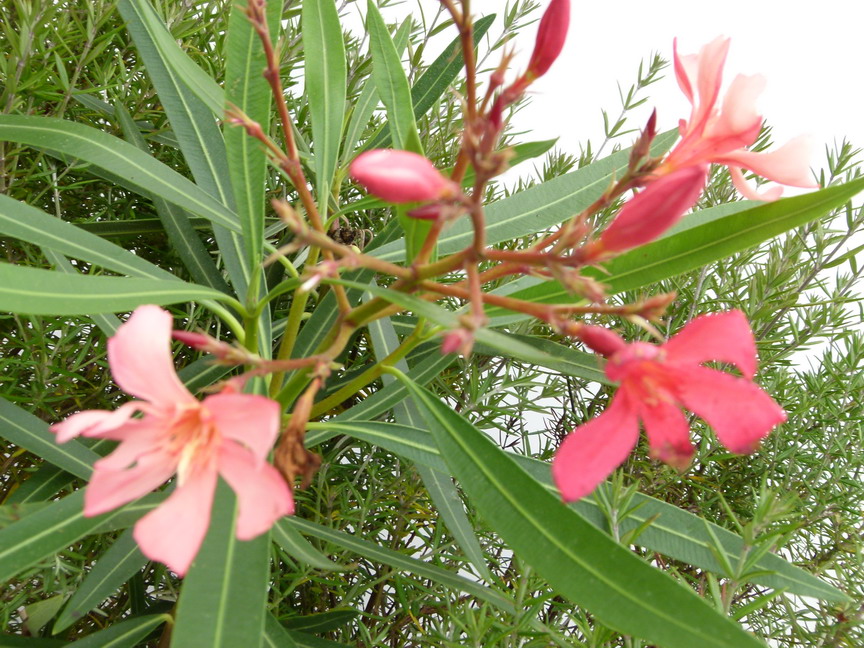 NERIUM oleander Soleil Levant | Laurier rose Soleil Levant | Pépinière en ligne de Kerzarc'h