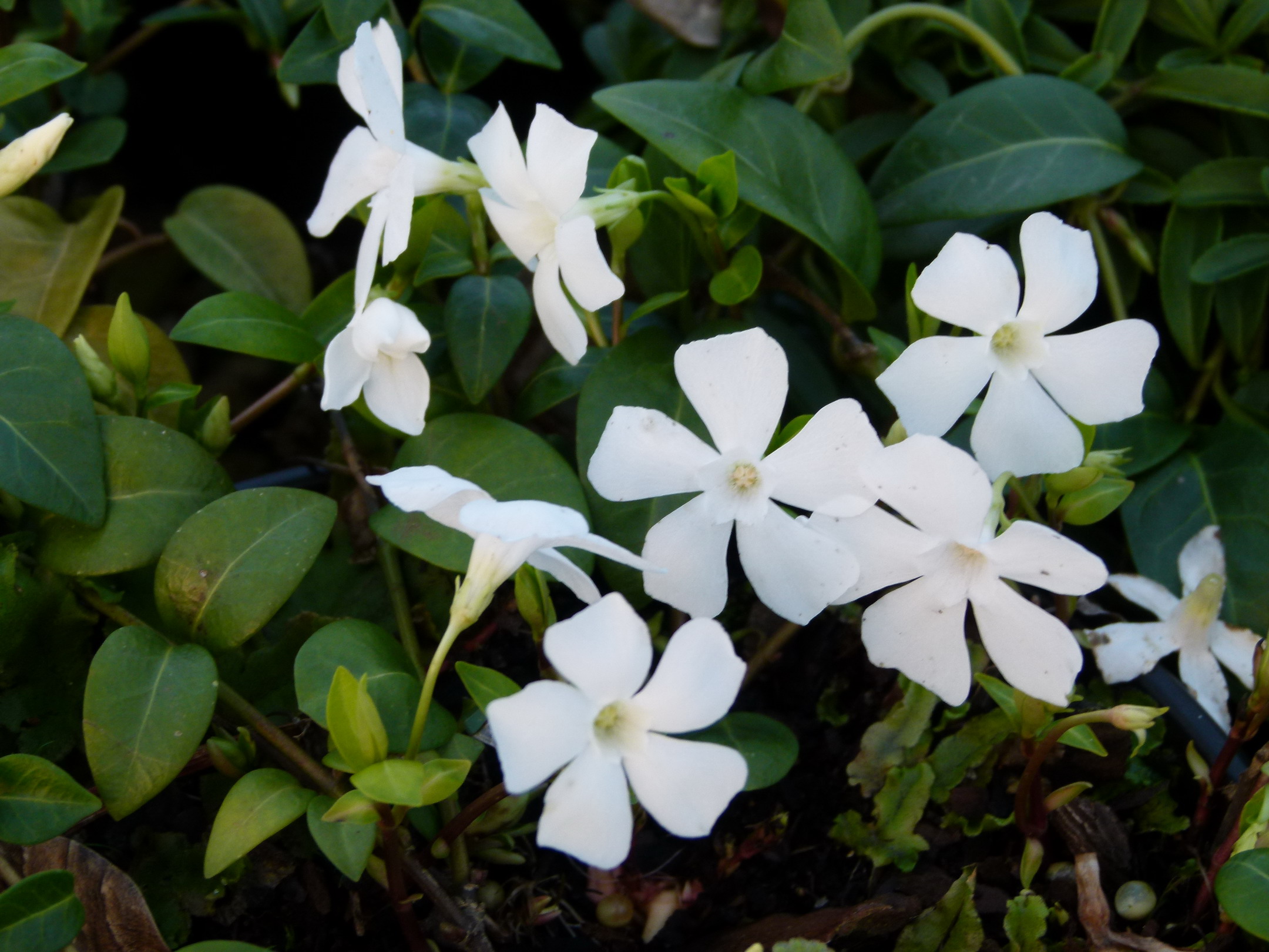 VINCA minor Alba | Petite pervenche blanche | Pépinière en ligne de Kerzarc'h