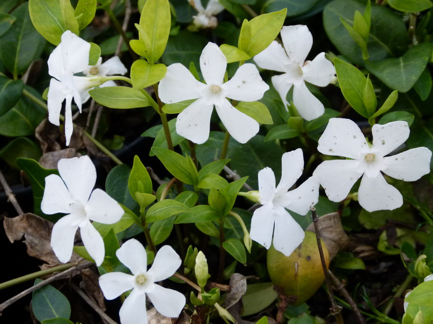 VINCA minor Alba | Petite pervenche blanche | Pépinière en ligne de Kerzarc'h