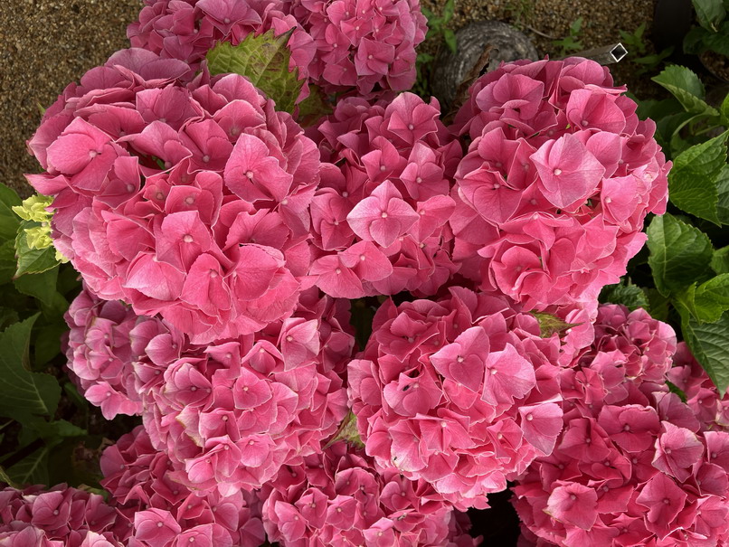 HYDRANGEA macrophylla Constellation | Hortensia de jardin Constellation | Pépinière en ligne de ...